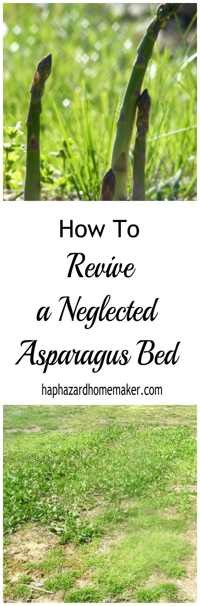 How to Revive a Neglected Asparagus Bed – Haphazard Homemaker