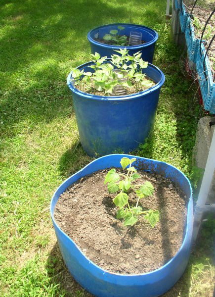 Container Garden, Week 4 Update – Haphazard Homemaker