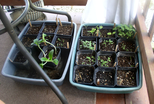 Container Garden, Week 4 Update – Haphazard Homemaker