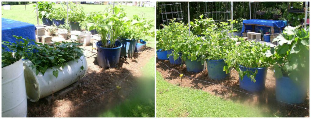 Container Garden Week 10 Update – Haphazard Homemaker
