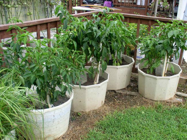 Container Garden Week 11 Update – Haphazard Homemaker