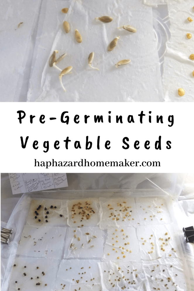 How to Pre-Germinate Vegetable Seeds – Haphazard Homemaker