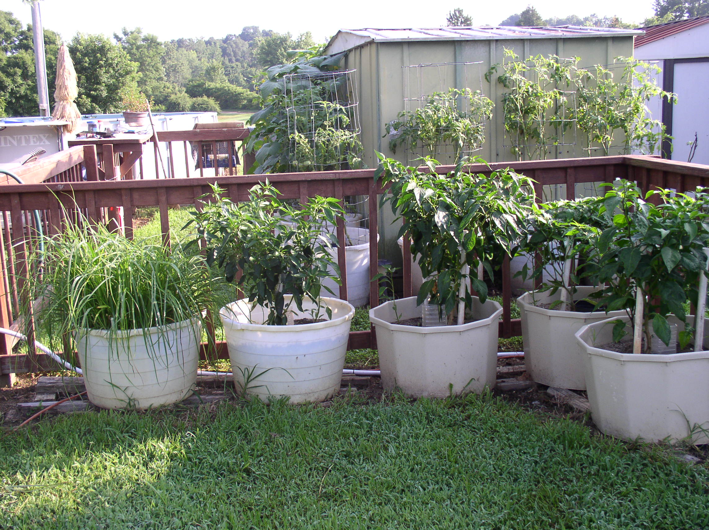 How to Grow a Vegetable Container Garden for Beginners – Haphazard ...